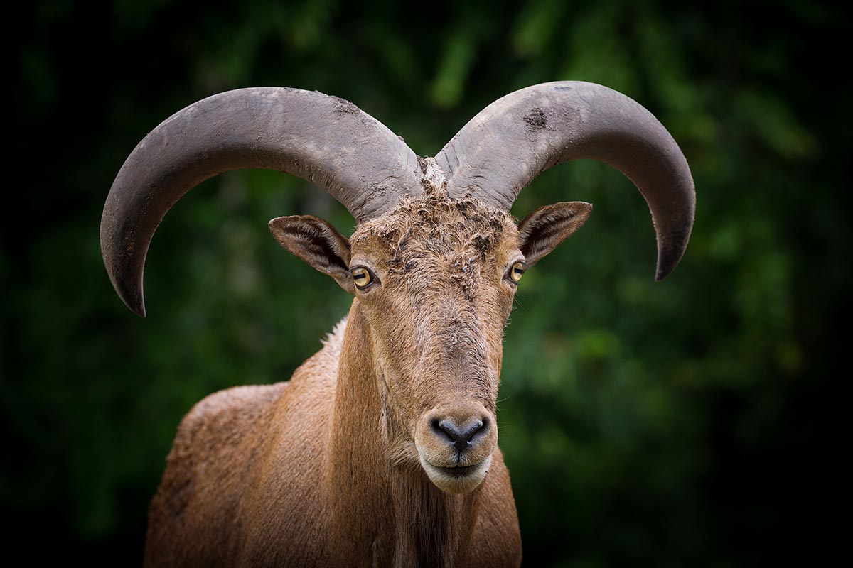 Aoudad - James Bigley Ranches
