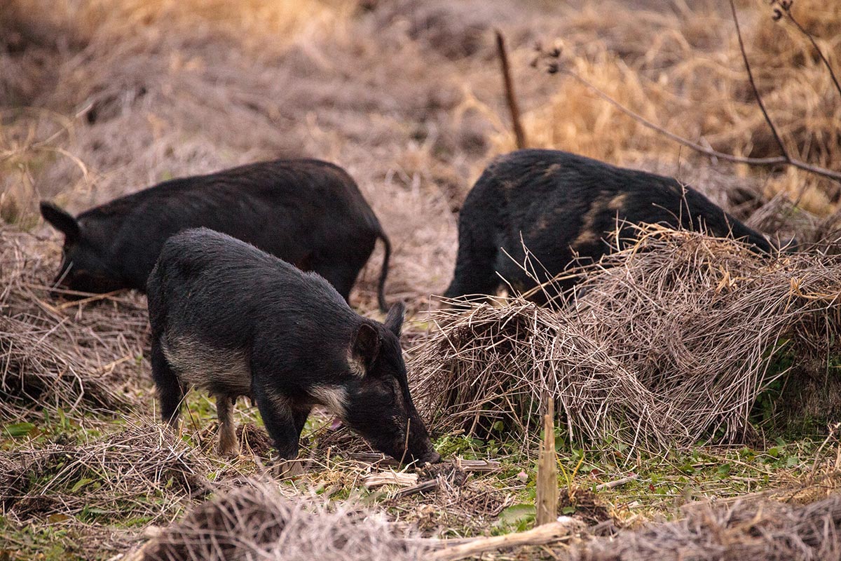 A Big Pig Problem in Texas - James Bigley Ranches
