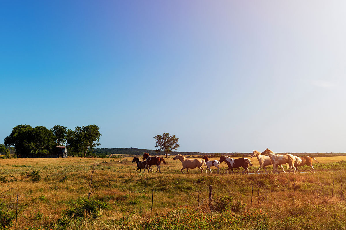 Texas Ranching - James Bigley Ranches