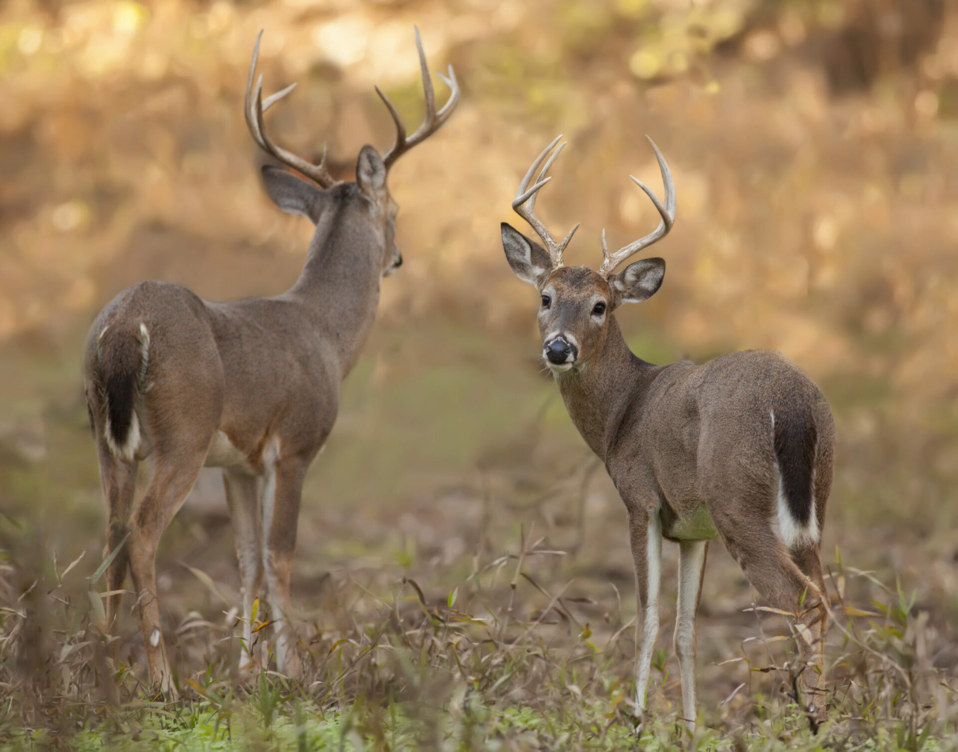 1-D-1 Texas Wildlife Management Plan - James Bigley Ranches
