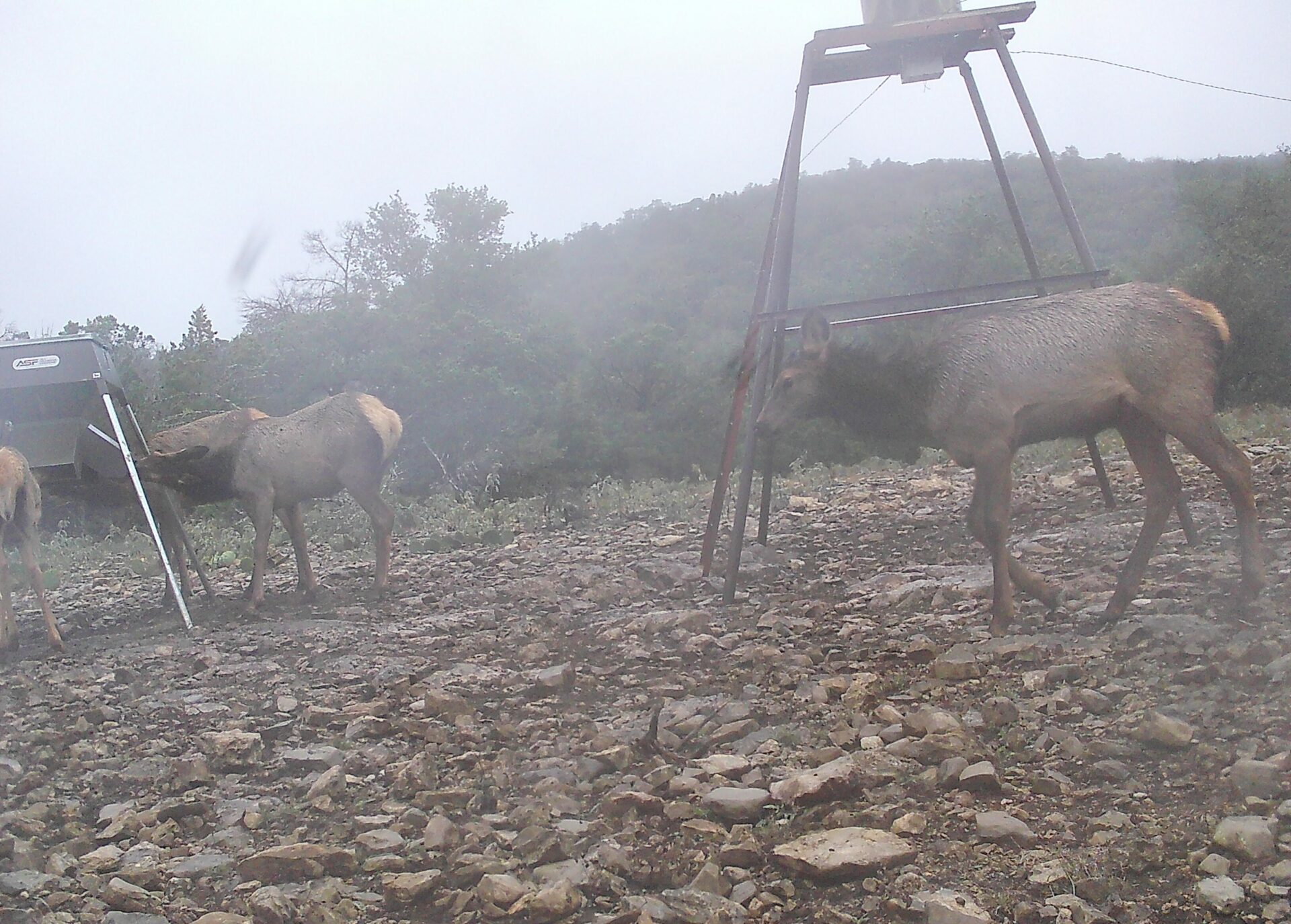 Elk in Texas - James Bigley Ranches