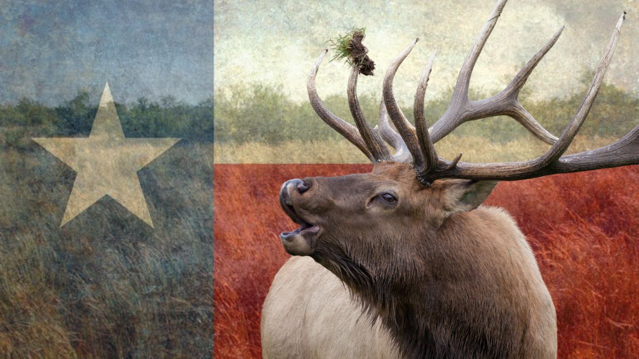 Elk in Texas - James Bigley Ranches