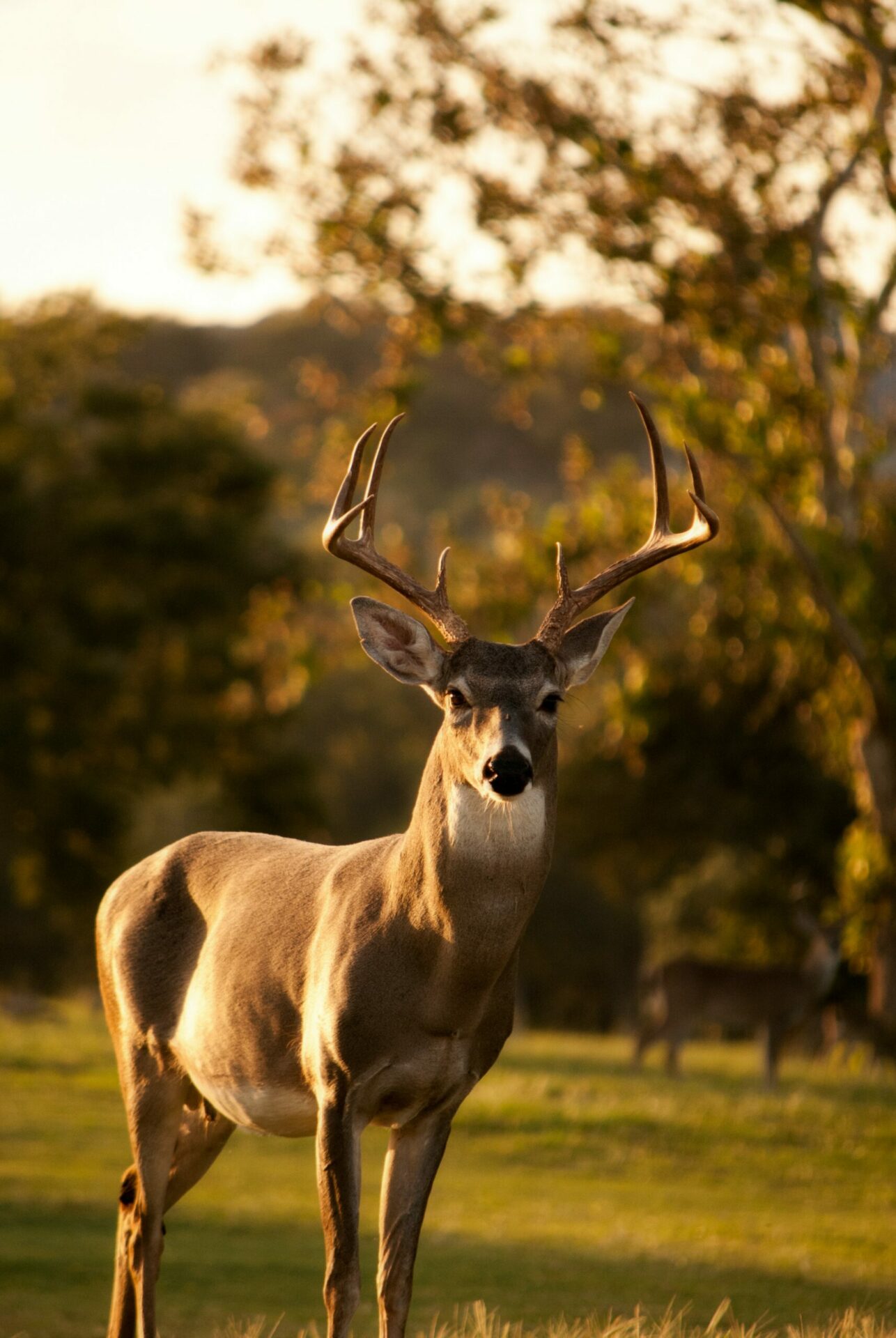 When Do Most Deer Shed Their Antlers? - James Bigley Ranches