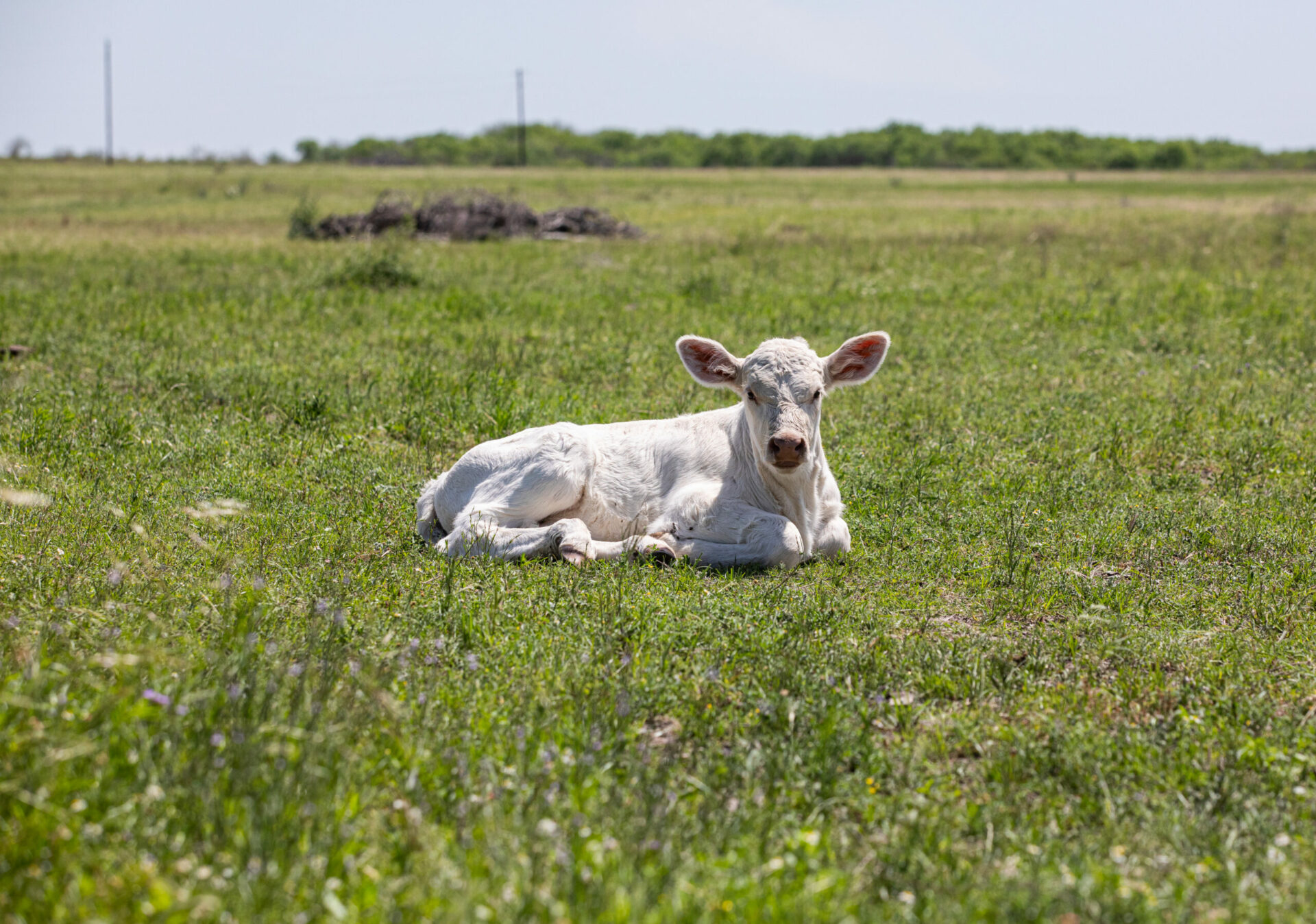 Key Considerations for Profitable Ranching: A Guide - James Bigley Ranches