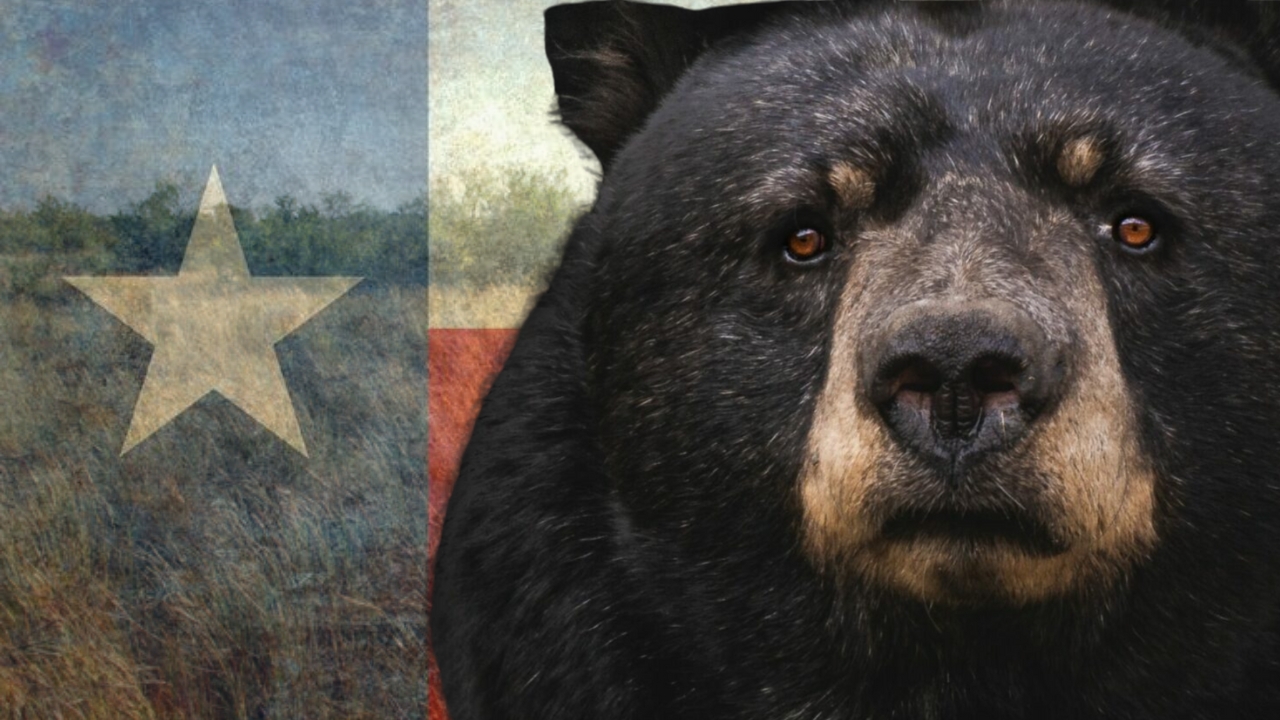 The Black Bear in Texas: A Tale of Resilience and Return - James Bigley ...