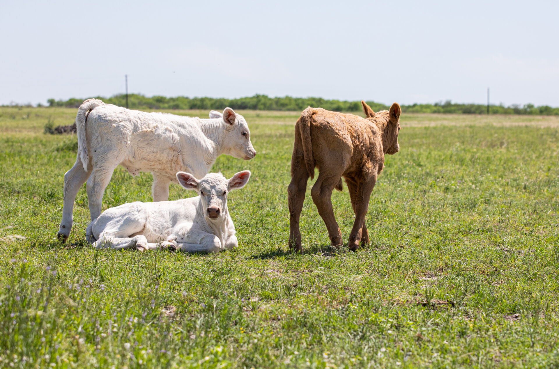 The Intricacies of the 2-Cow Tax Loophole in California: Unveiling the ...