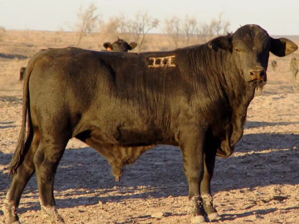 The Top Five Largest Ranches in Texas: A Deep Dive into the Heart of ...