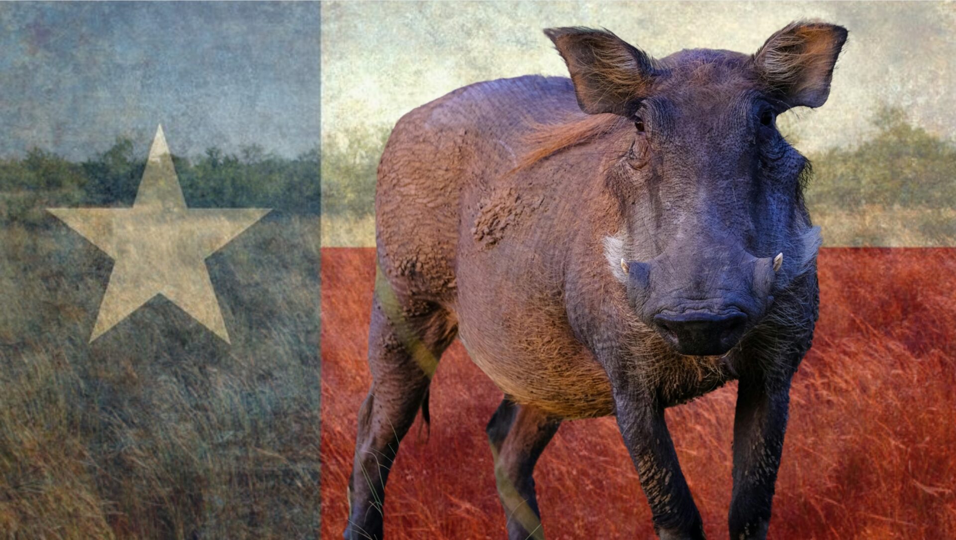 Warthogs in Texas Where Theyre Roaming Free and Why It Matters